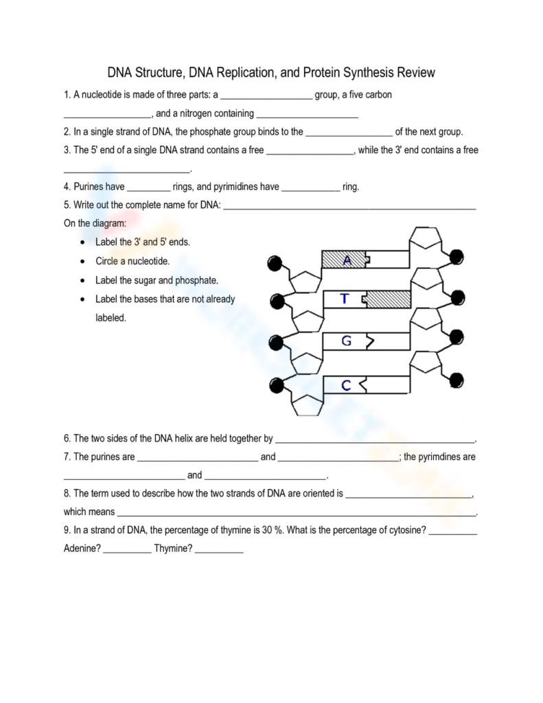 Printable Dna Replication Worksheet - Free Printable Worksheets